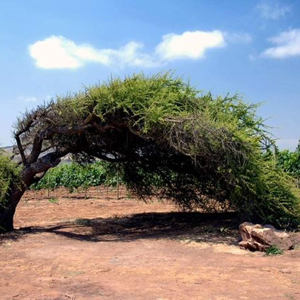 Shop for Viña Ventolera Award Winning Wines from Chile Online at Hic!