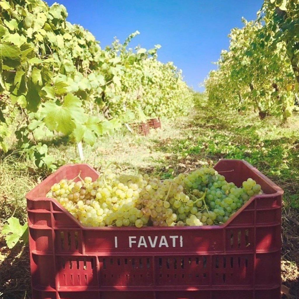 Shop for I Favati Wines from Campania Online at Hic!